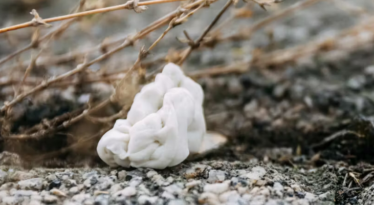 Chewing Gum: A Sticky Source Of Plastic Pollution - Clean Future